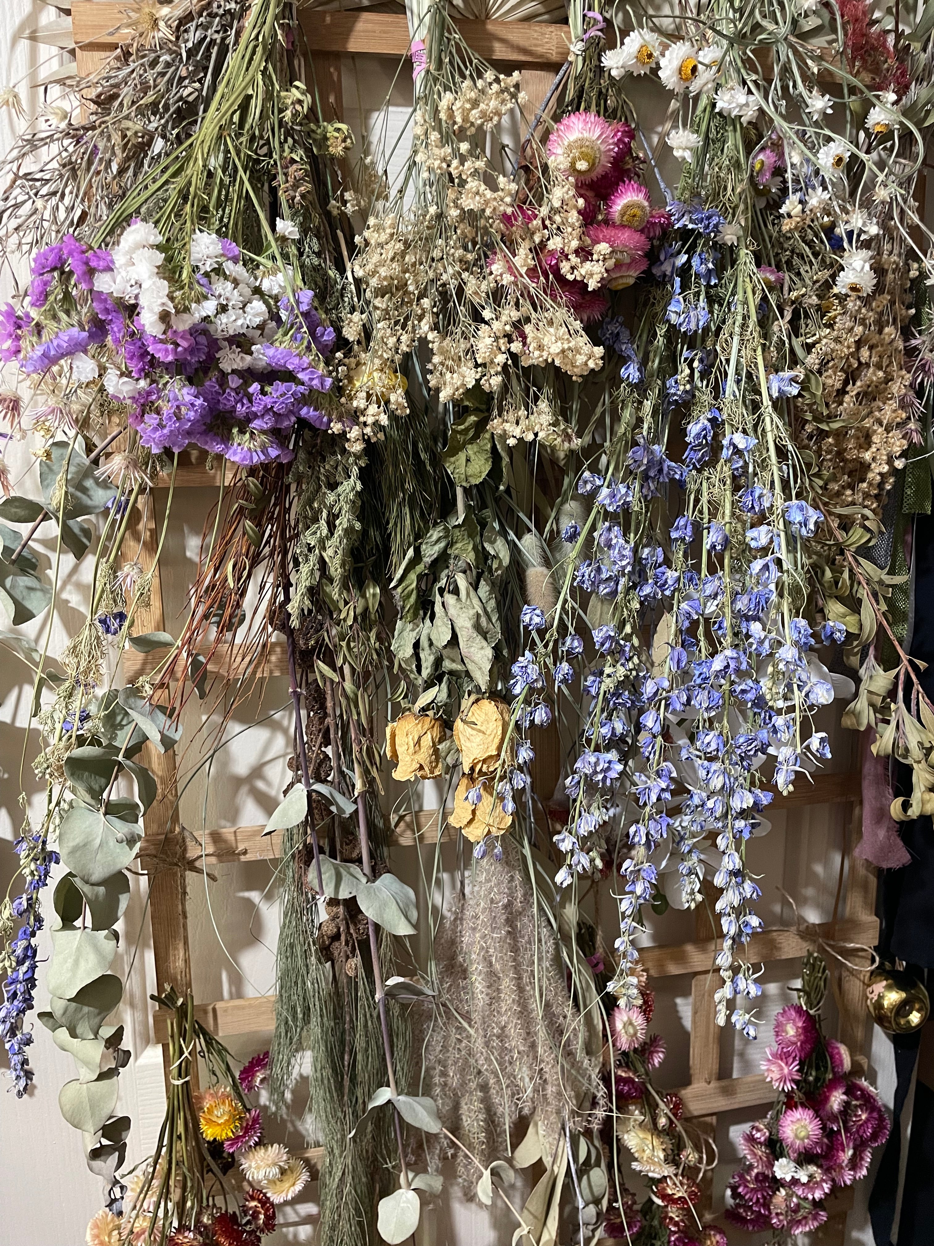 Flower Bar-single stems – Dried and Preserved Blooms